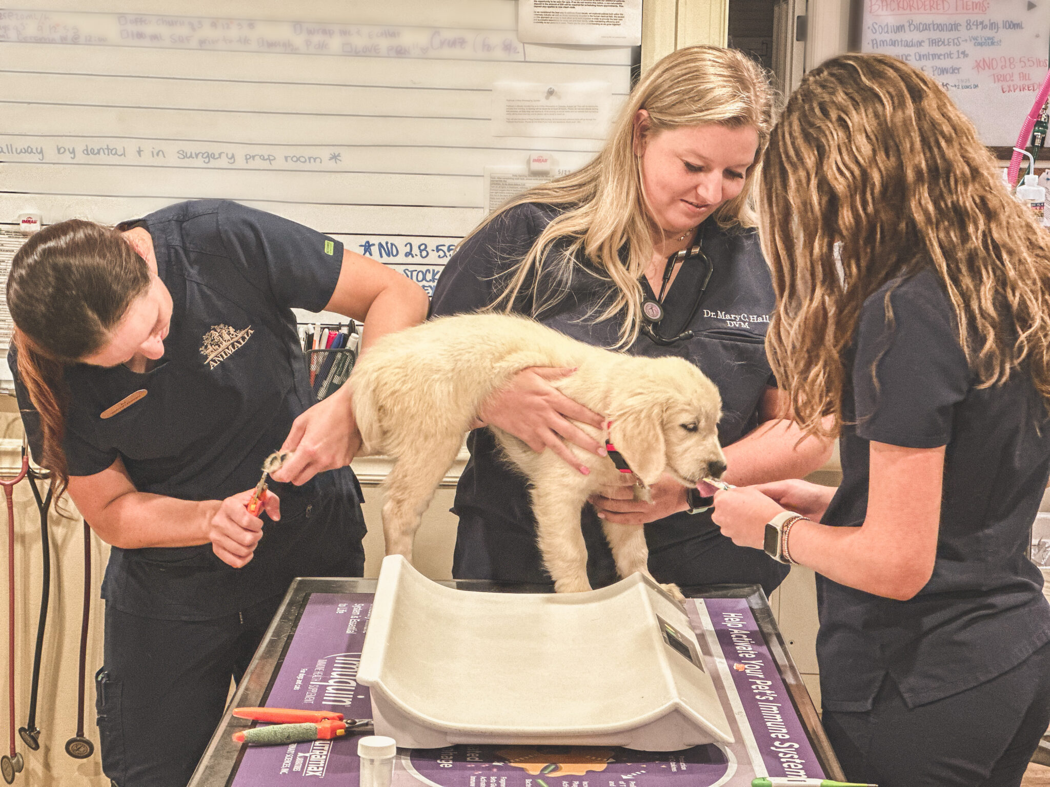 Fear-Free Veterinary Care | Animalia Wellness Center